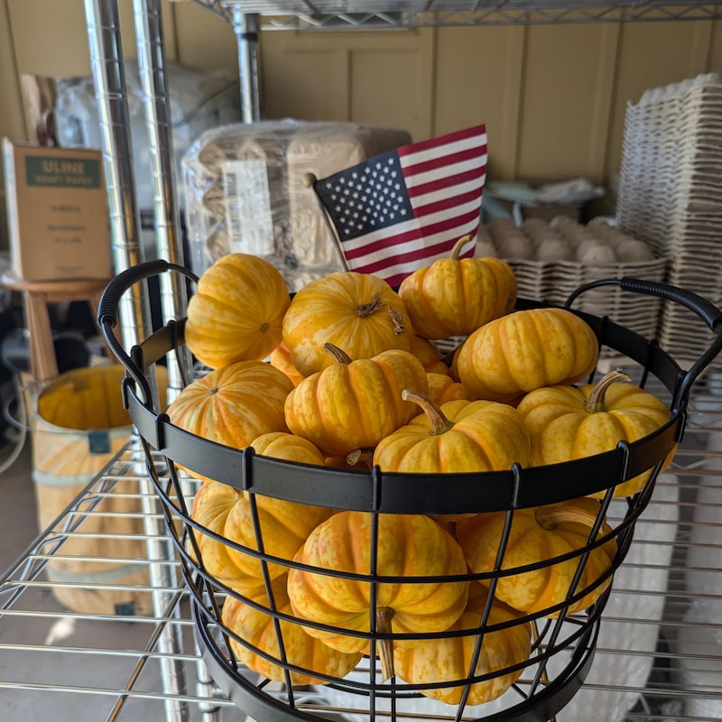 Real Small Pumpkins - Etsy