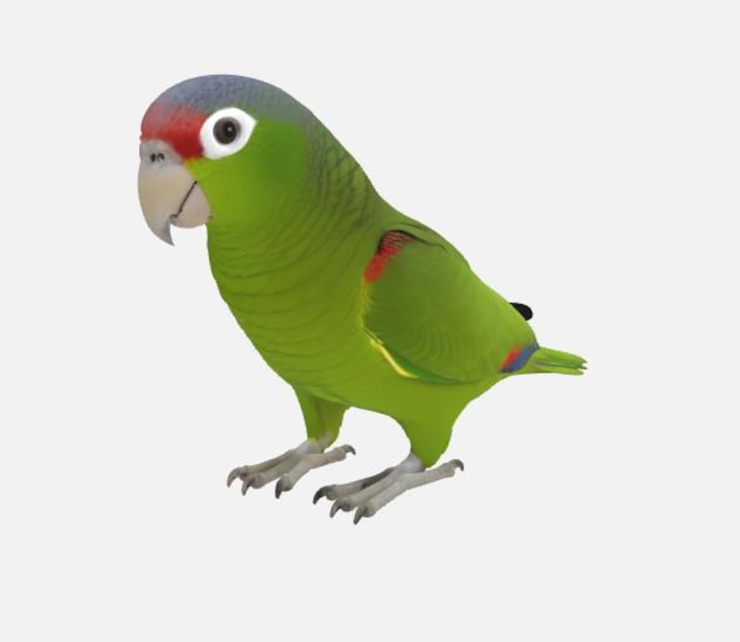Realistic Puerto Rican Parrot STL File for 3D Printing - Paintable ...