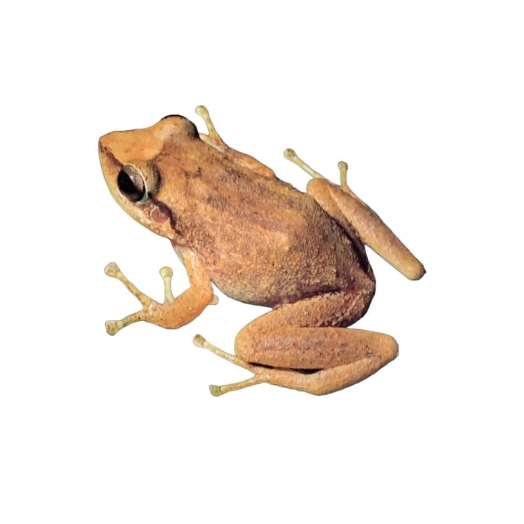 Realistic Coqui Frog 3D Model STL – Puerto Rican Icon (digital Download ...