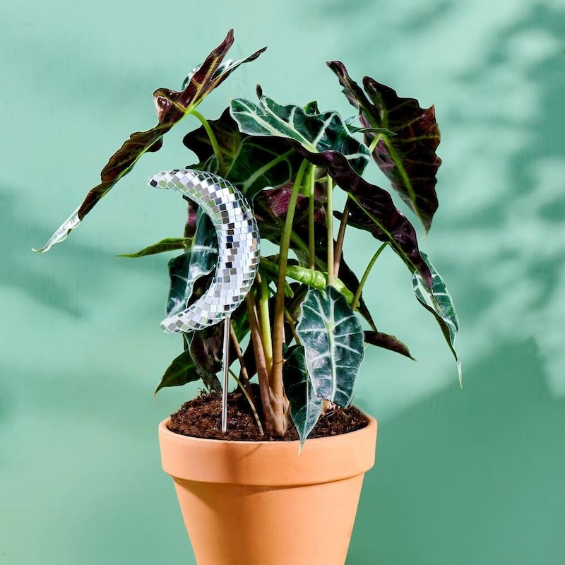 Moon Plant Pot - Etsy