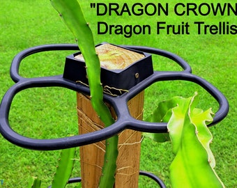 Dragon Fruit Trellis - Etsy