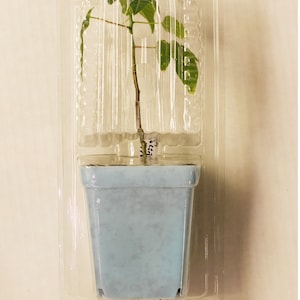 Plant Shipper Shipping Clamshell Packaging 8.5 Inch for Clone Live ...