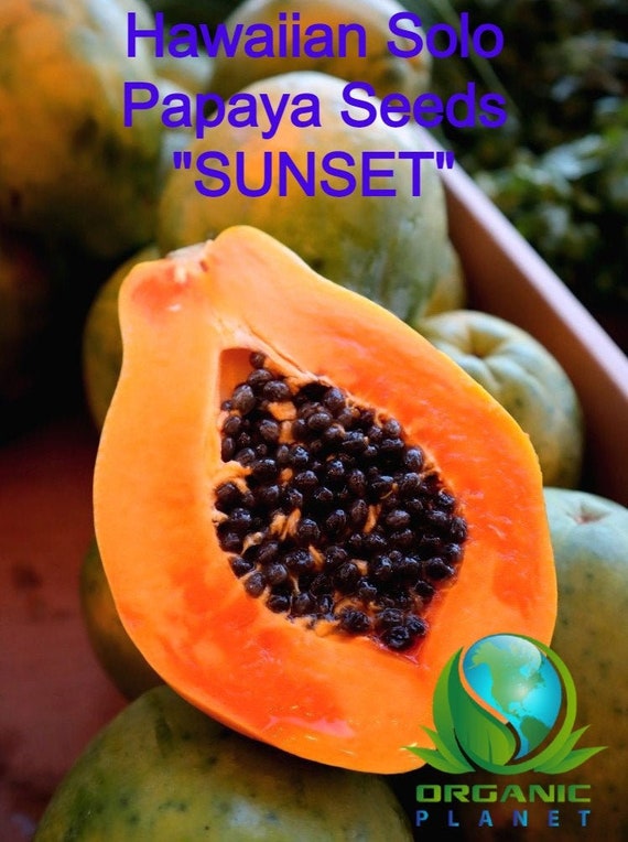 Hawaiian Solo SUNSET Papaya Seeds Non-gmo Super Sweet - Etsy