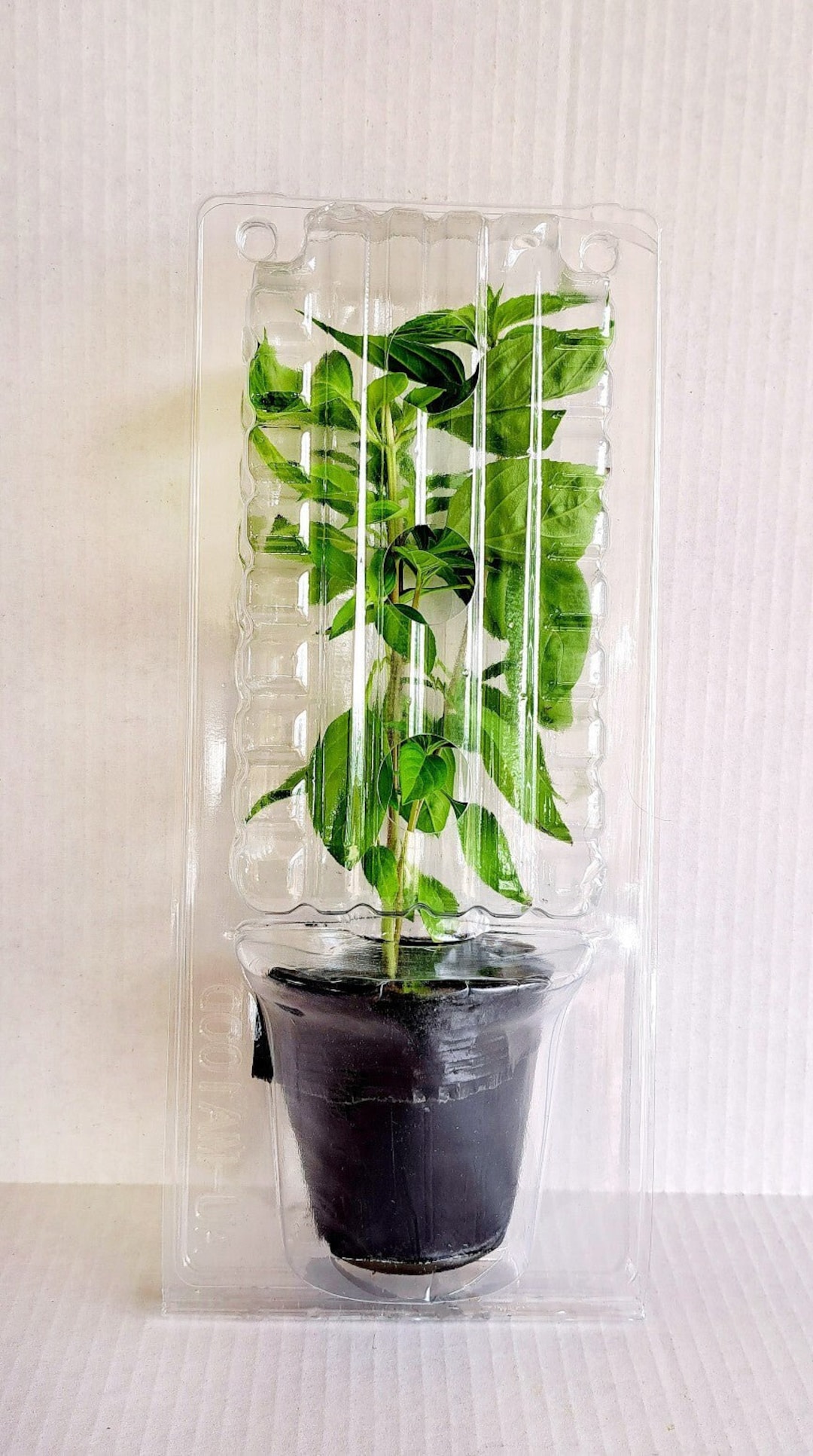 Live Plant Shipper 7 Inch Clone Shipping Clamshell Packaging - Etsy
