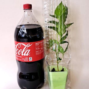 Live Plant Shipper 1400 Clone Shipping Clamshell Packaging 10pks. - Etsy