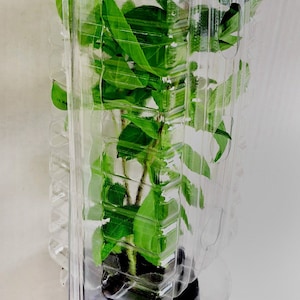 Live Plant Shipper 7 Inch Clone Shipping Clamshell Packaging - Etsy