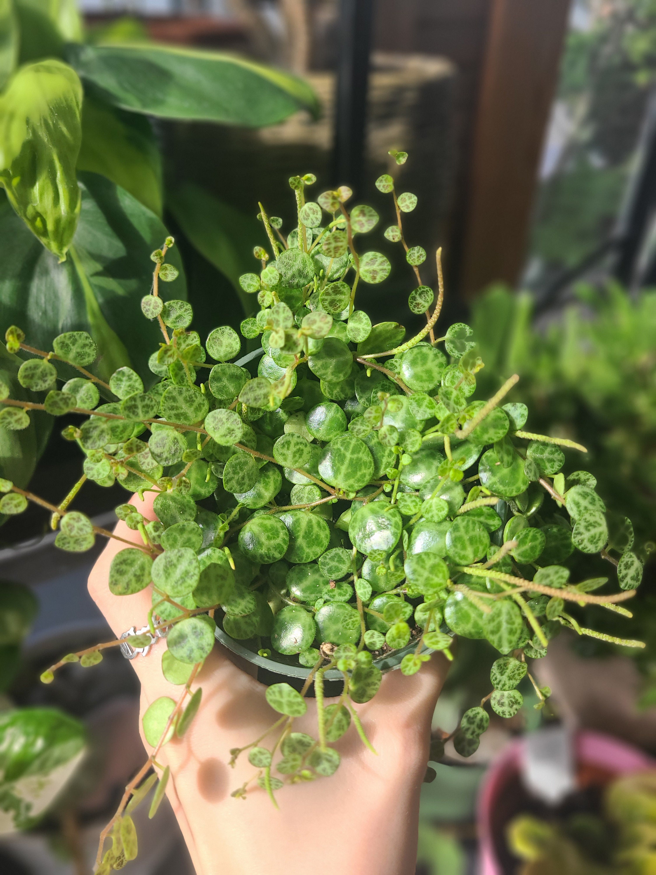 Mystery House Plant Node Cutting Box, Mystery Cuttings, Mystery Plants ...
