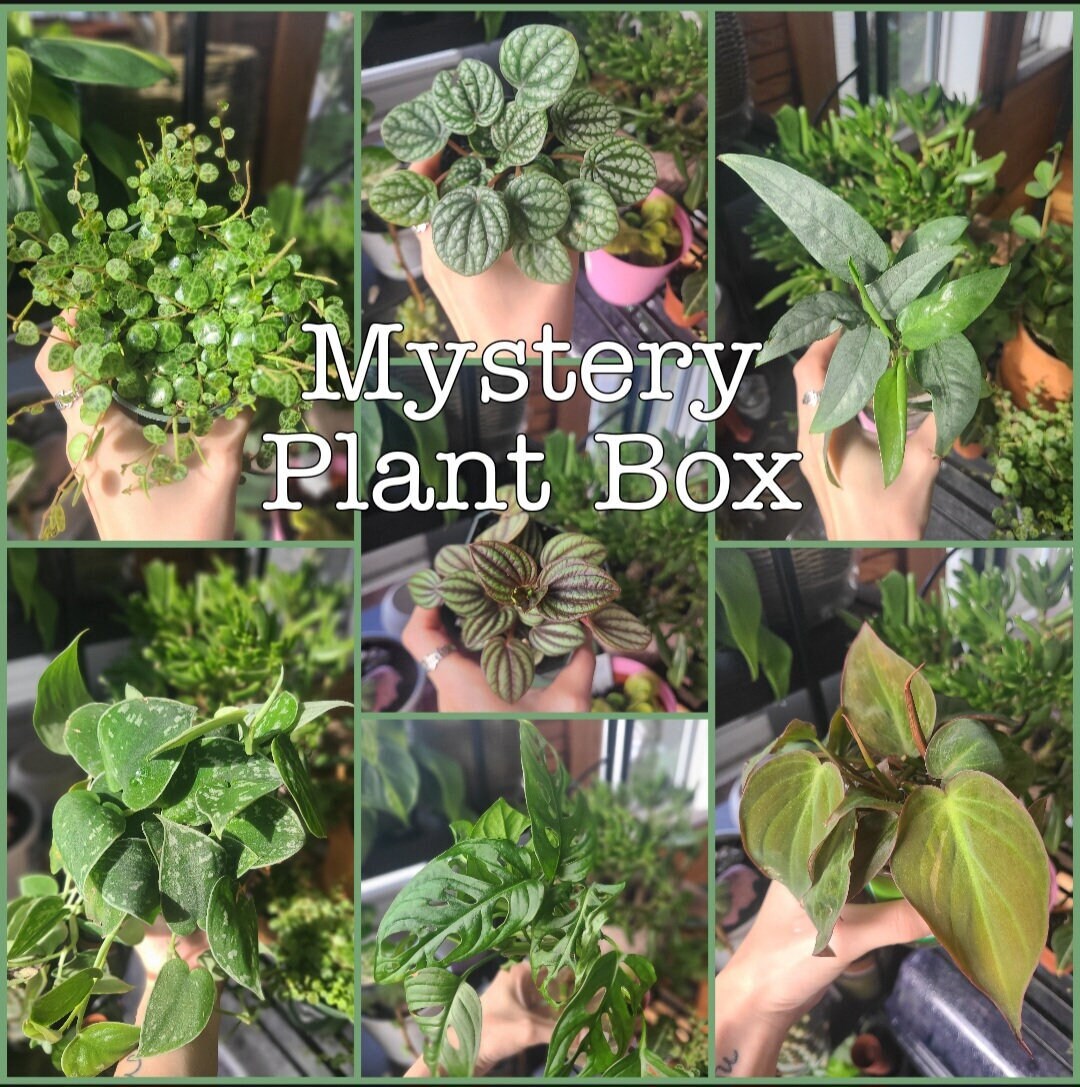 Mystery House Plant Node Cutting Box, Mystery Cuttings, Mystery Plants ...