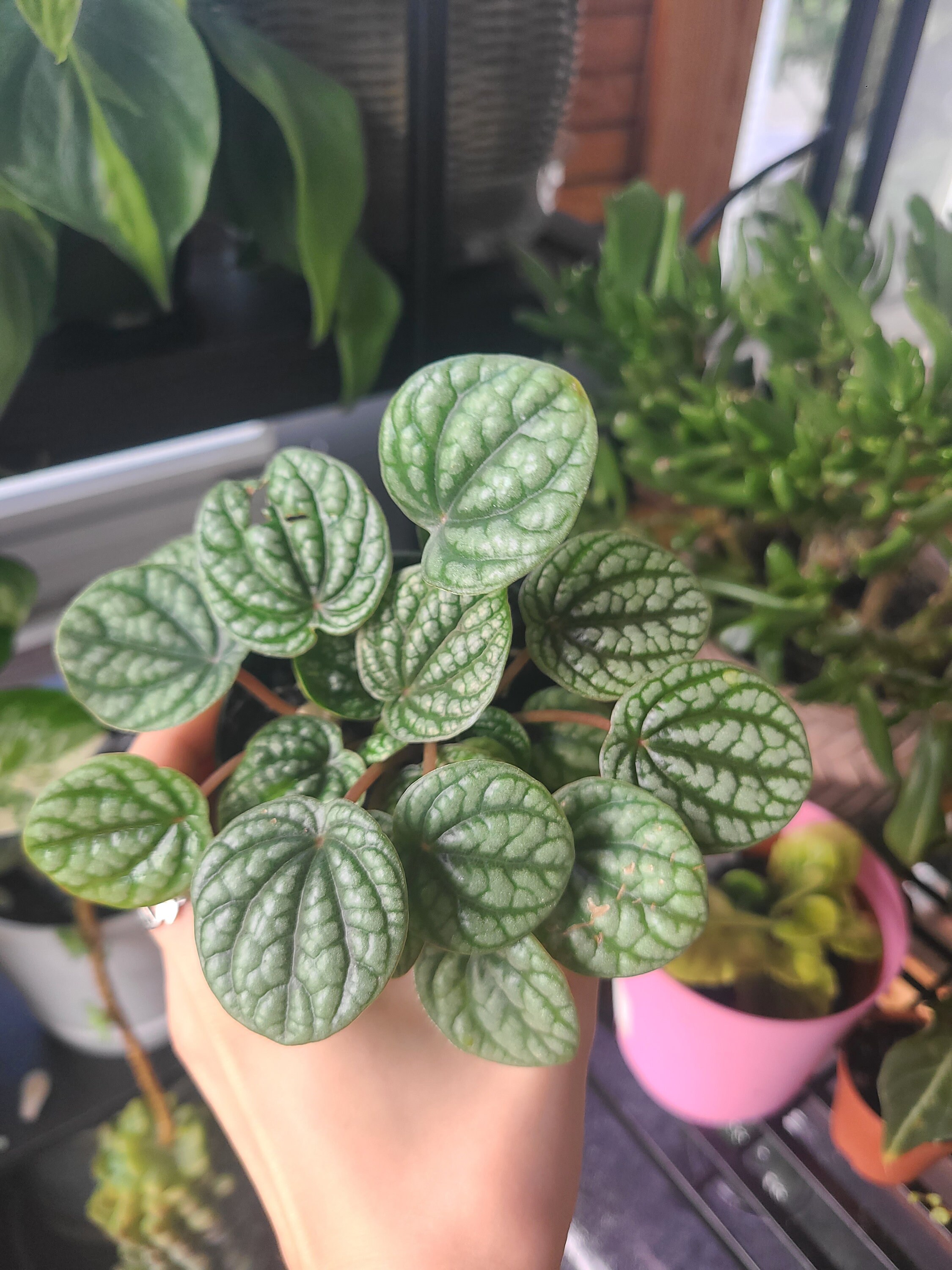 Mystery House Plant Node Cutting Box, Mystery Cuttings, Mystery Plants ...