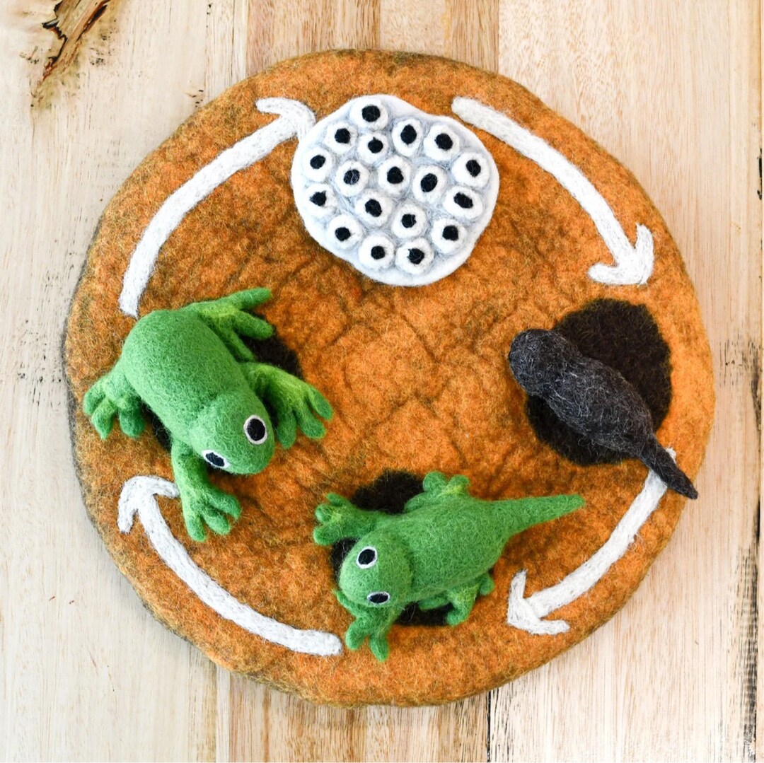 Felt Life Cycle of a Frog, Frog Life Cycle, Science Activity Board ...