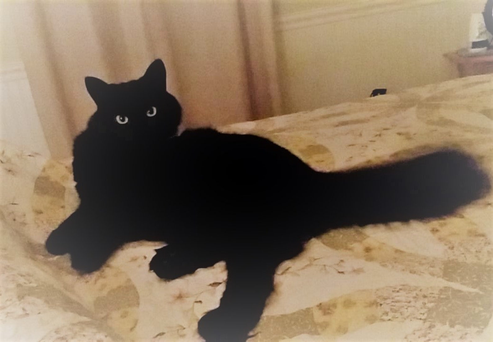 Black Cat Wall Hanging Decor Psychicatric Help | Etsy