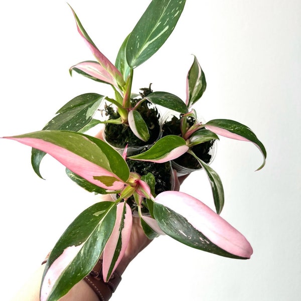 Pink Princess Philodendron - Etsy