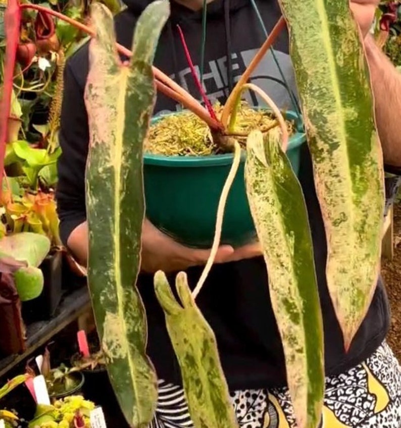 Rare Philodendron Spiritus Sancti Variegated Rooted Nodes - Etsy UK