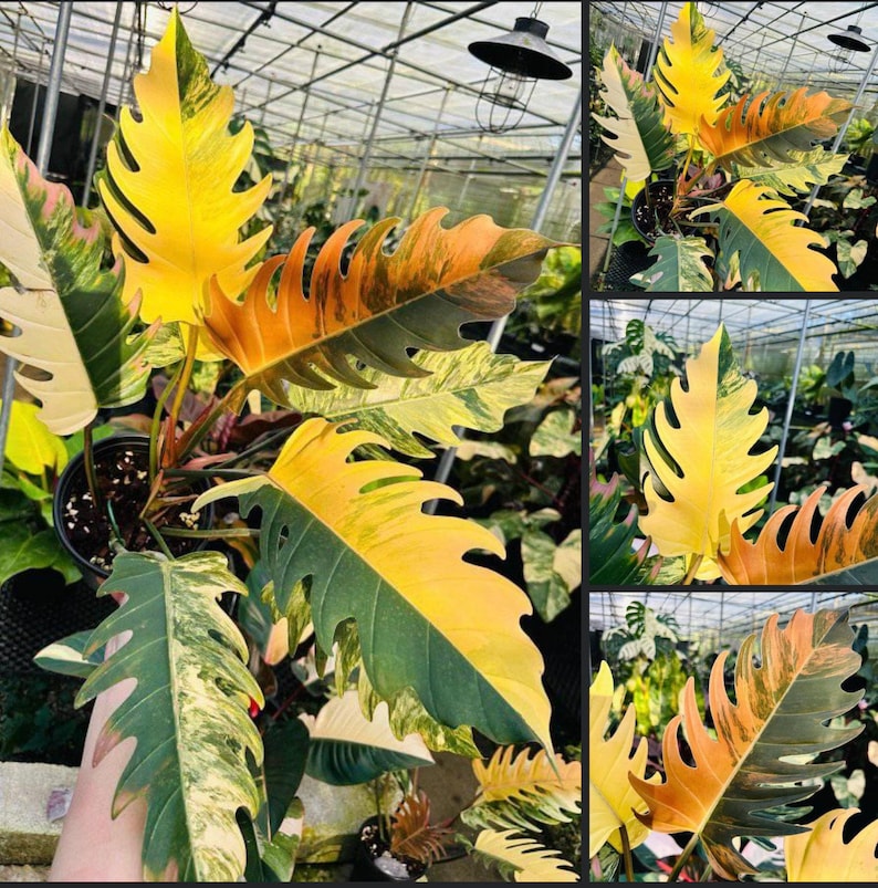 Rare Philodendron Caramel Marble Variegated Plant Rooted Nodes - Etsy ...