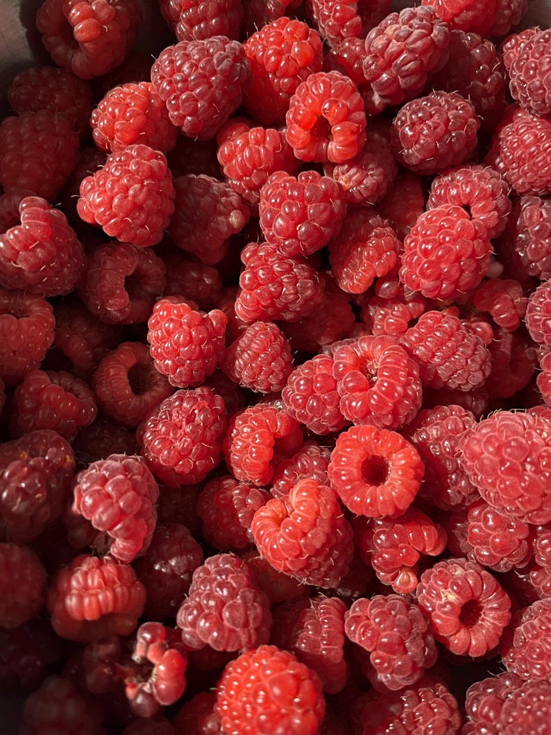 Red Raspberry Jam - Etsy