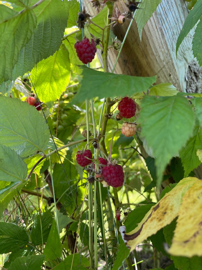 Red Raspberry Jam - Etsy