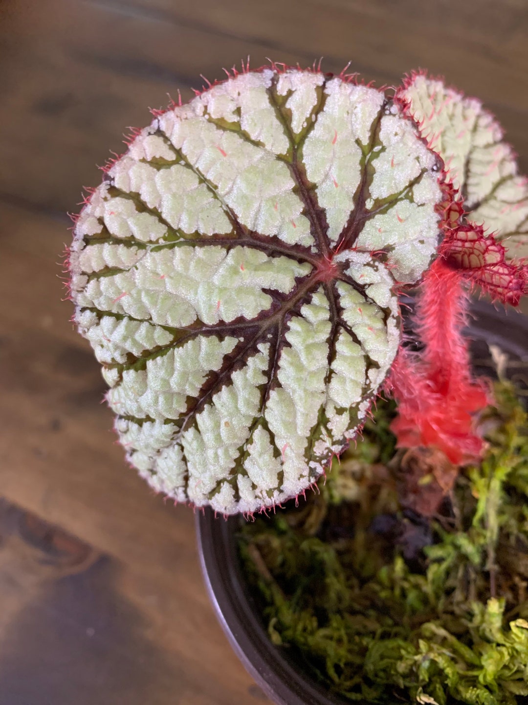 Rare Begonia Rex Fedor - Etsy