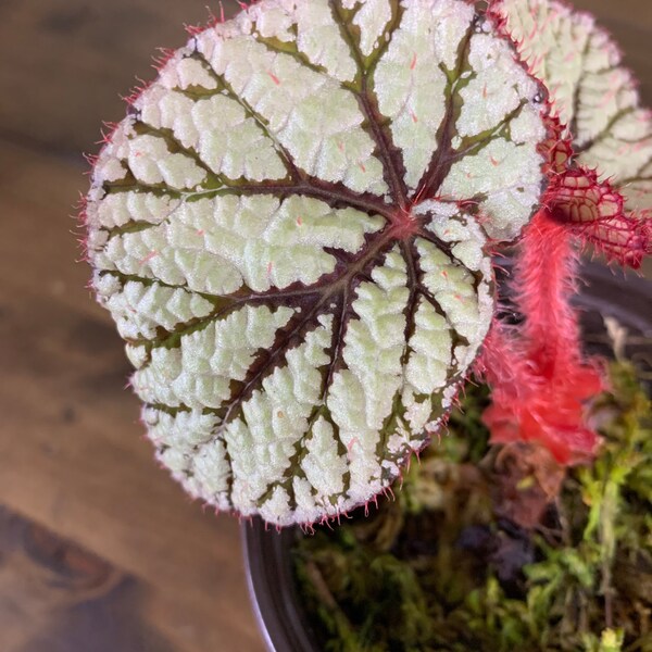 Rare Begonia - Etsy