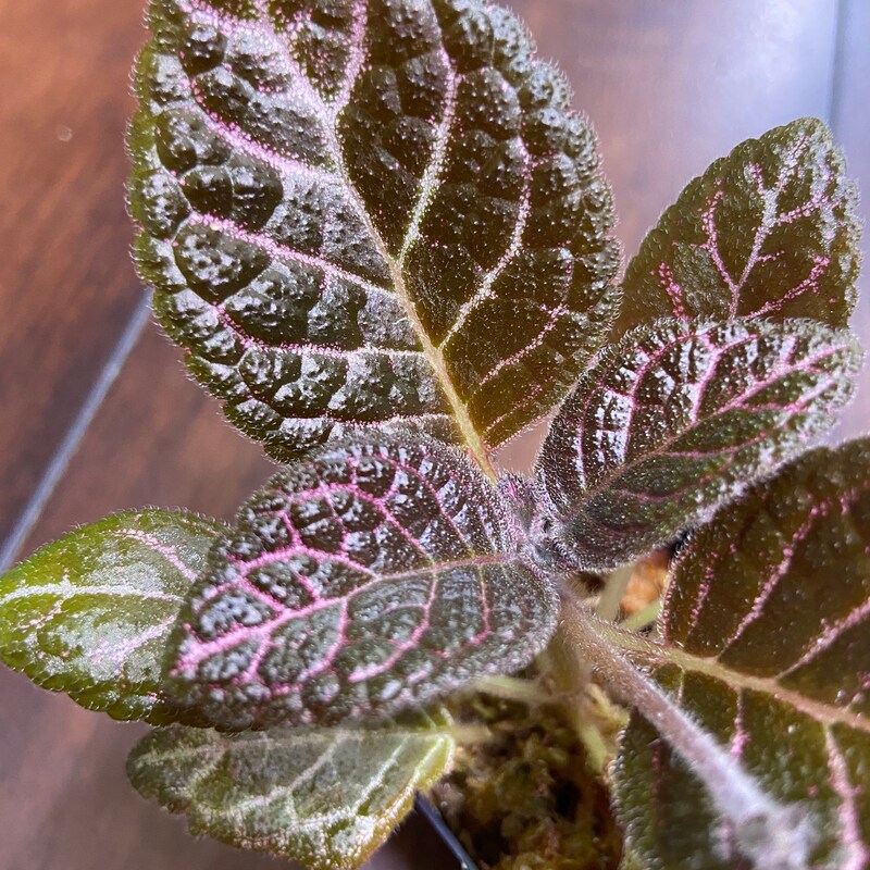 Episcia - Etsy
