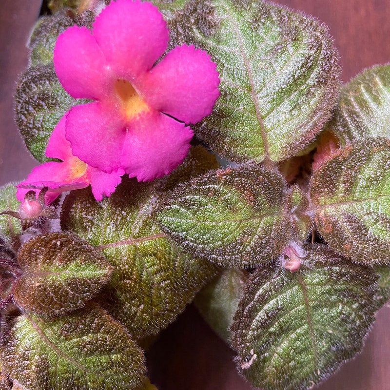 Episcia - Etsy