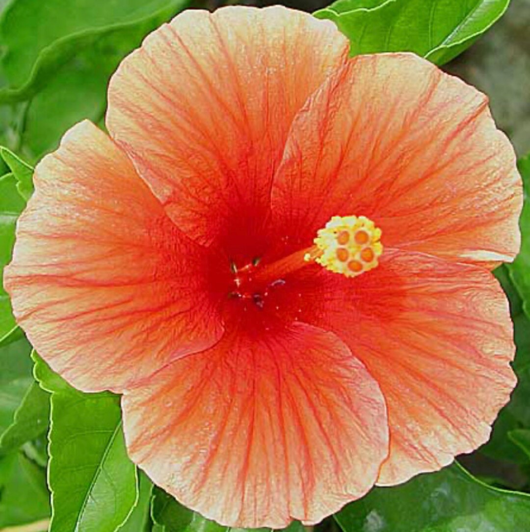 Florida Sunset Hibiscus- Live Plant 1ft Ship in 1gal Pot - Etsy