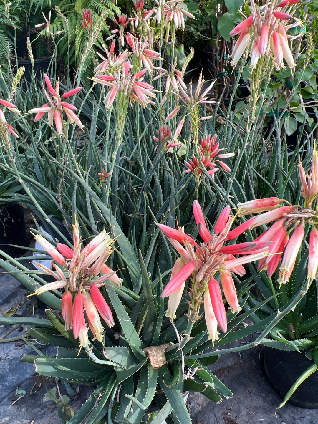Aloe Safari Sunrise 1 Live Plant 6” Pot - Etsy