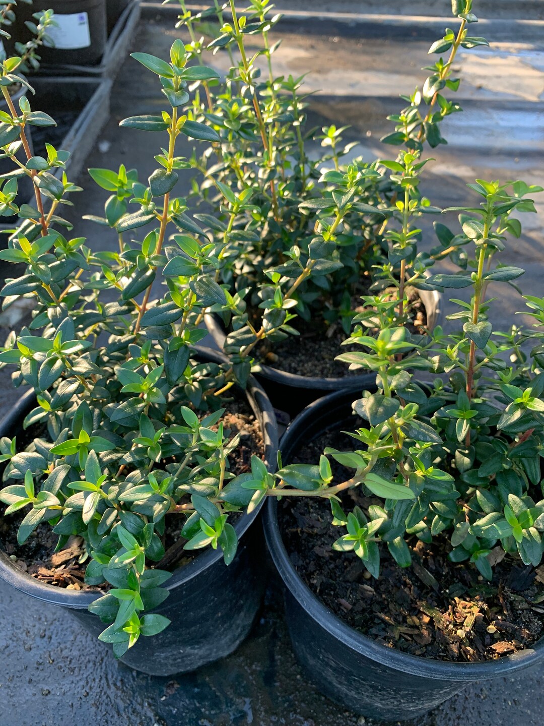 Chilean Guava (ugni Molinae) - Etsy