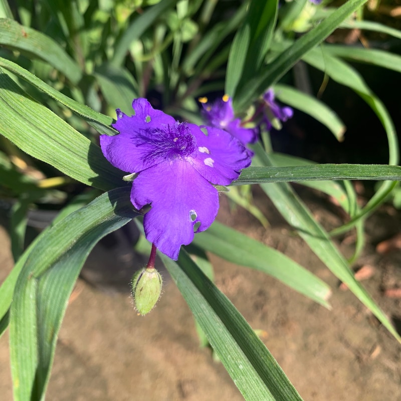 Spiderwort - Etsy