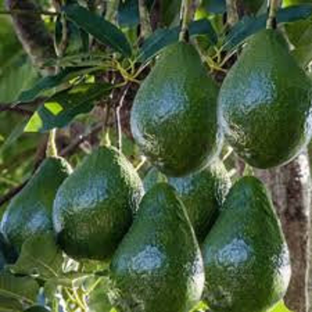Little Cado Avocado Tree- 1 Feet Tall - Grafted Tree - Ship in Plastic ...
