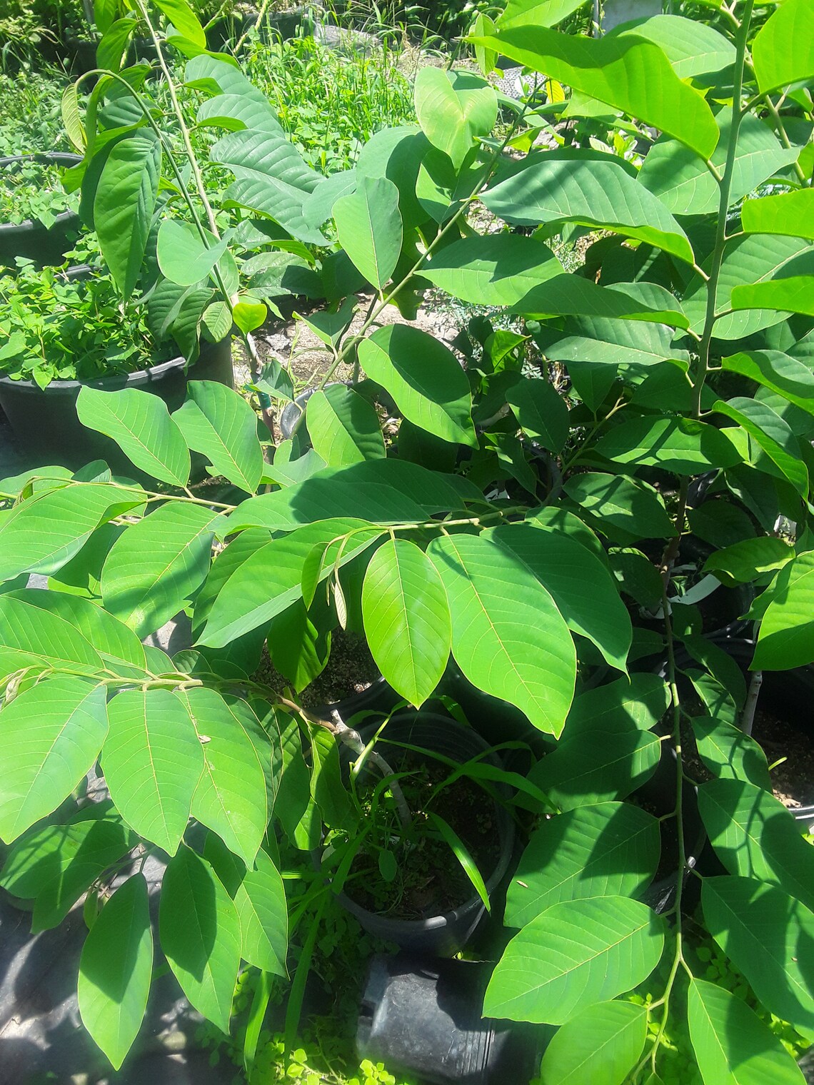 Geffner Atemoya 1 Plant - 2 to 3 Feet Tall - Ship in 3gal Pot - Etsy