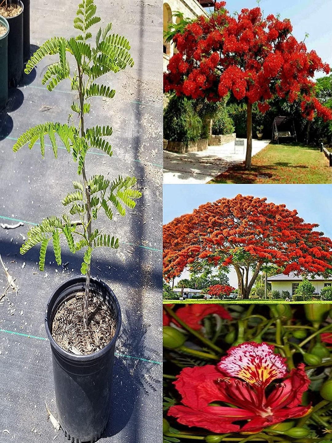 Cây Phượng Vĩ Flamboyant Tree Delonix Regia 1 Feet Tall Ship in 6 Pot ...
