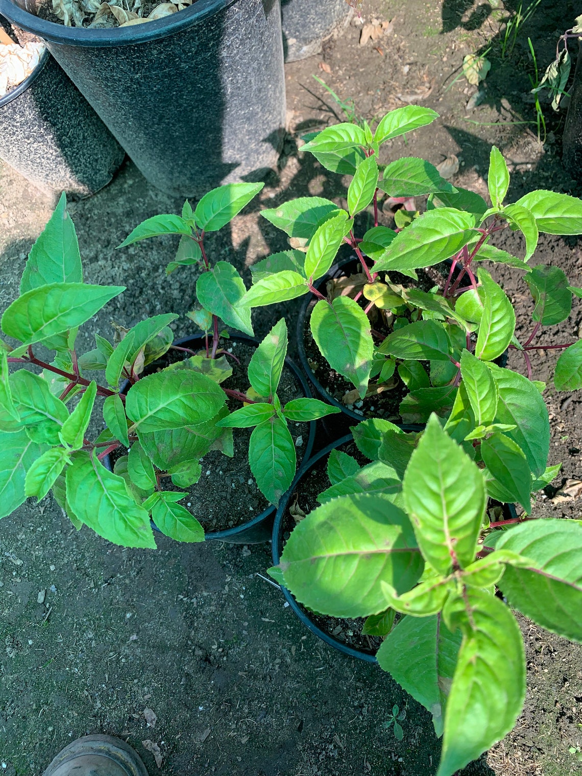 Fuchsia First Love 1 Live Plant Ship in 6 Pot | Etsy