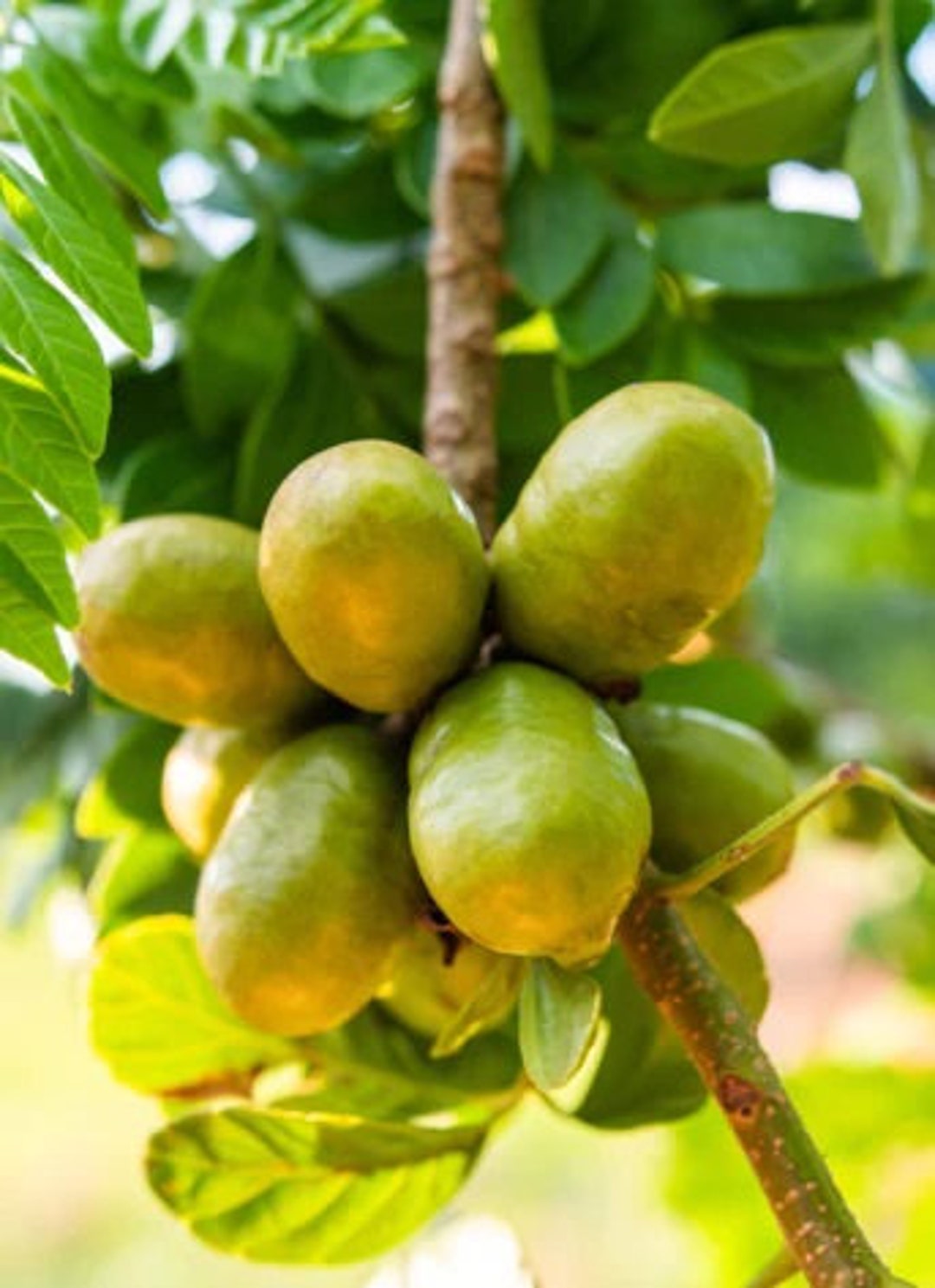 Yellow Spanish/hog Plum, Ciruela, Jocote Rojo, Mombin Tree - 2 to 3 ...