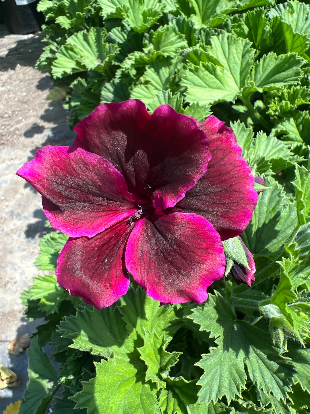 Elegance Burgundy Geranium-live Plant 1ft Tall, Ship in 6” Pot - Etsy