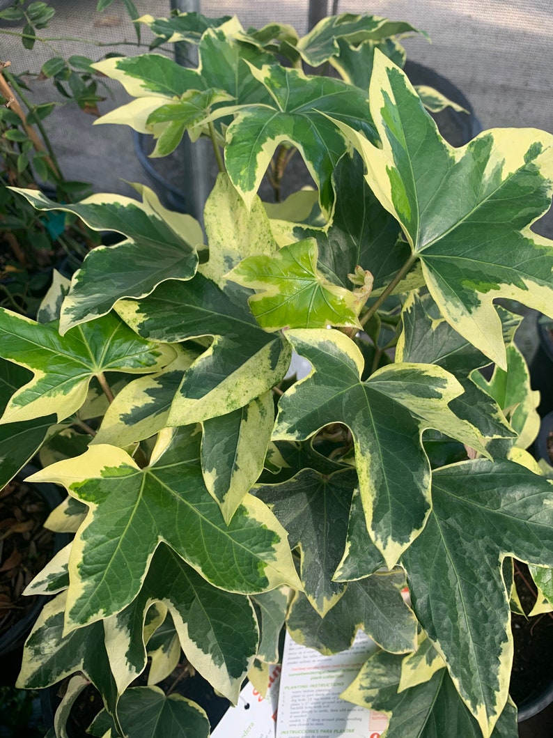 Fatshedera Angyo Star Tree Ivy live plant Ship in 6 | Etsy
