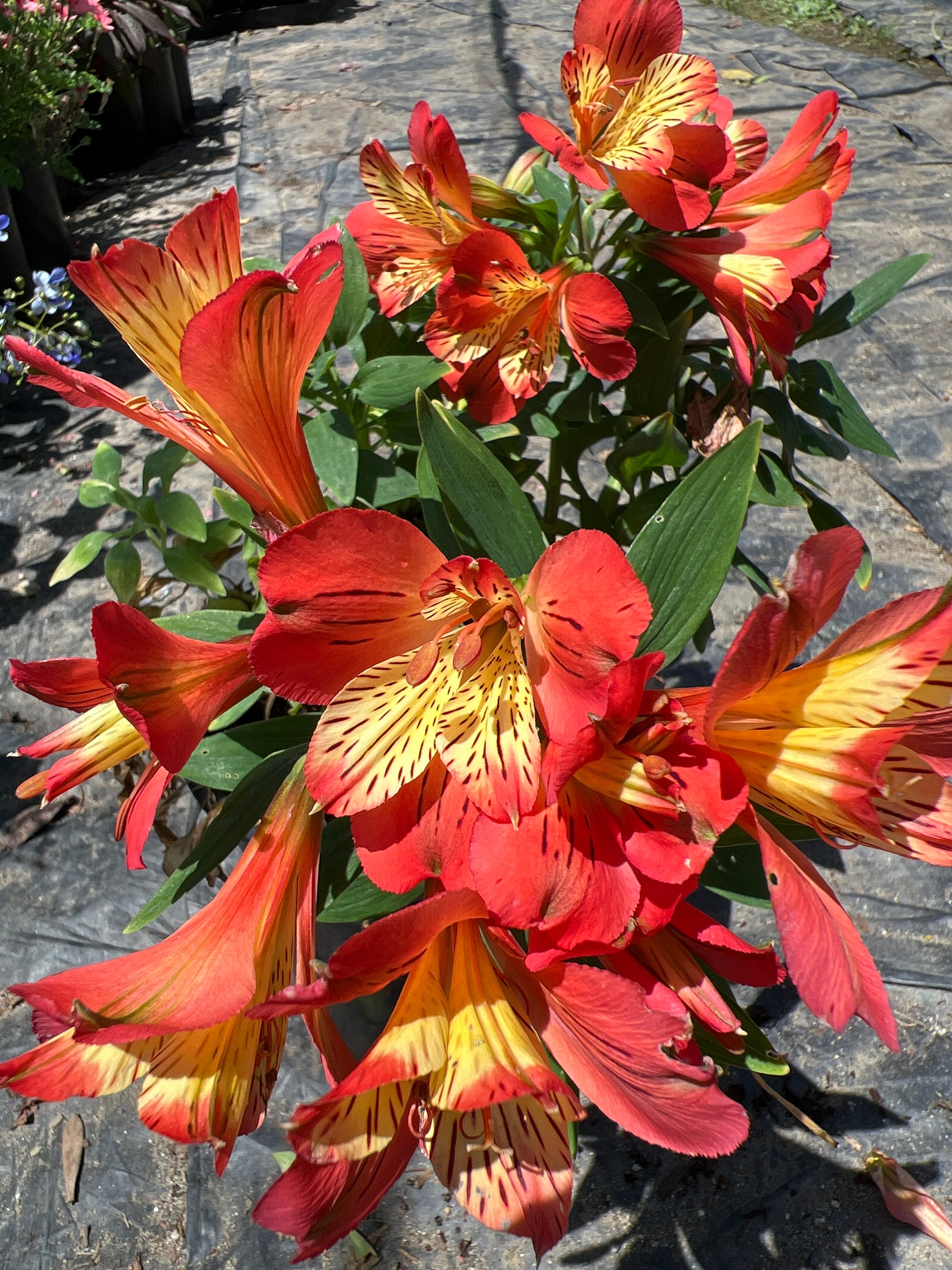 Red Alstroemeria
