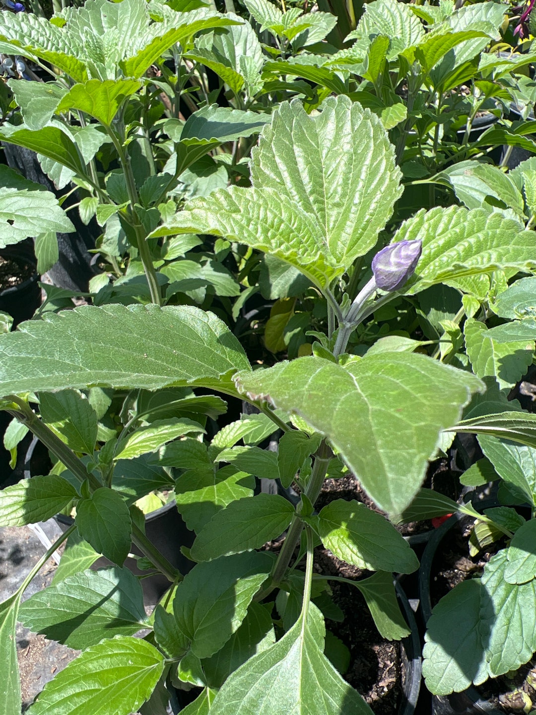 Salvia Mystic Spires-live Plant 1ft Tall, Ship in 6” Pot - Etsy