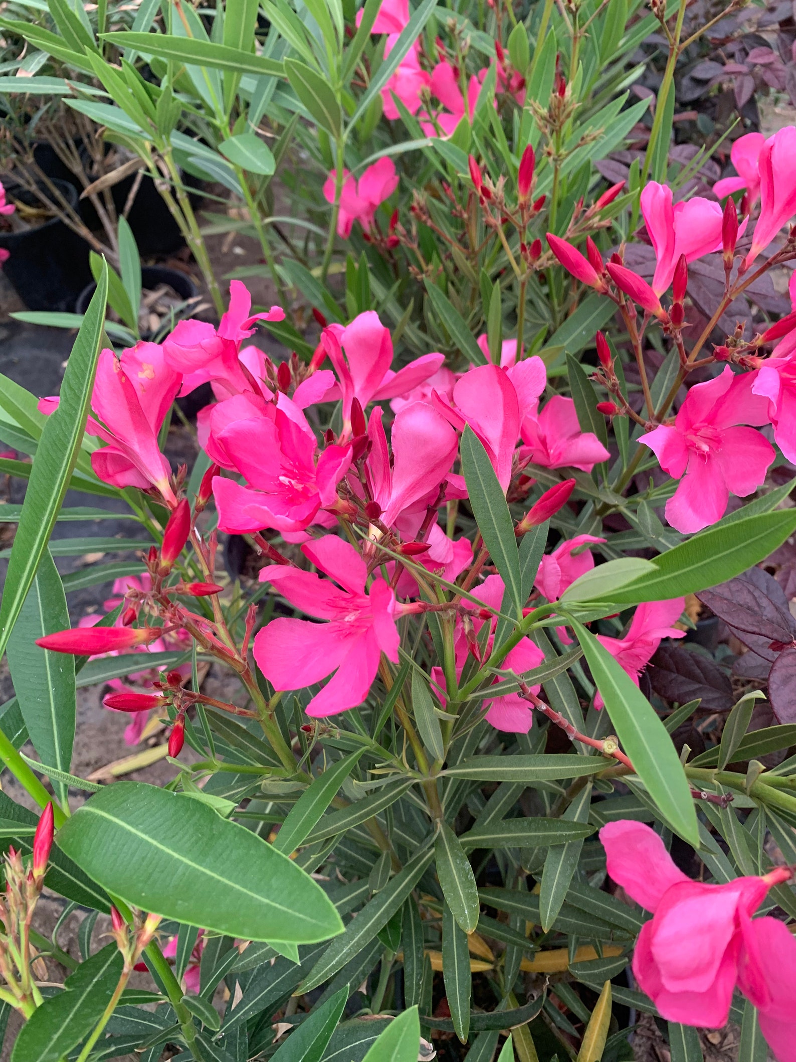 Nerium Oleander Hardy Pink 1 Live Plant Ship in 6" Pot - Etsy