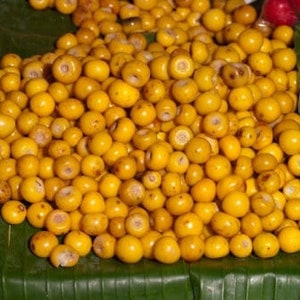 Nanceinga - Nanche (byrsonima Crassifolia) - 2 to 3 Feet Tall - Ship in ...