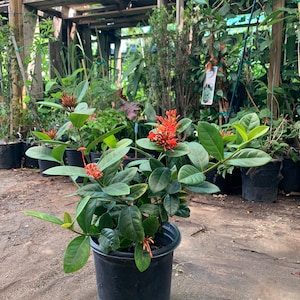 Maui Red Ixora- Live Plant 1ft Tall in 6” Pot - Etsy