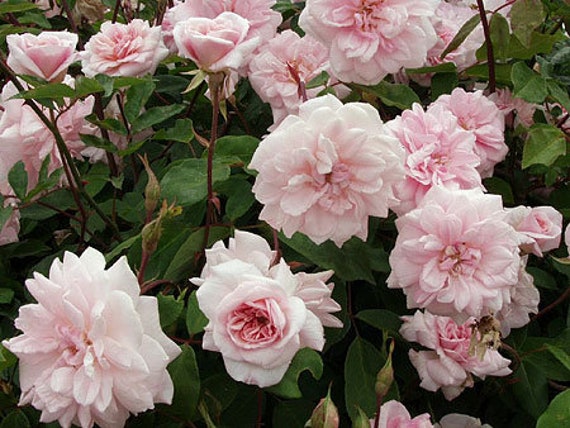 Cecile Brunner Climbing Rose 1 plant Ship in 6 Pot | Etsy
