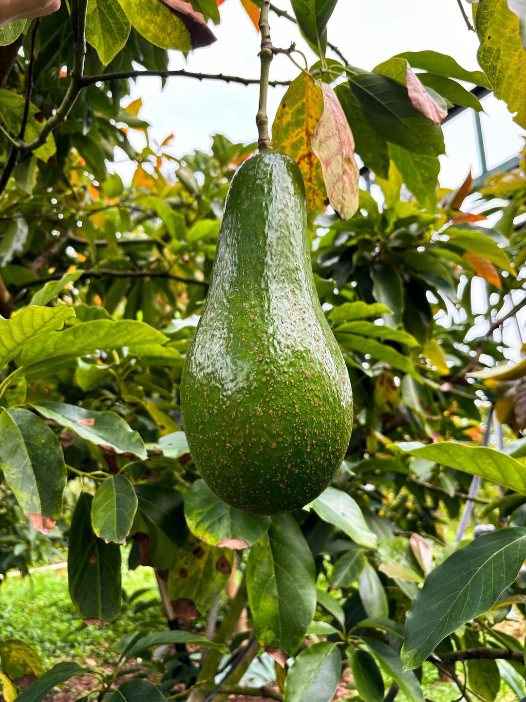Brogdon Avocado Tree- 1 Feet Tall - Grafted Tree - Ship in 6" Pot - Etsy