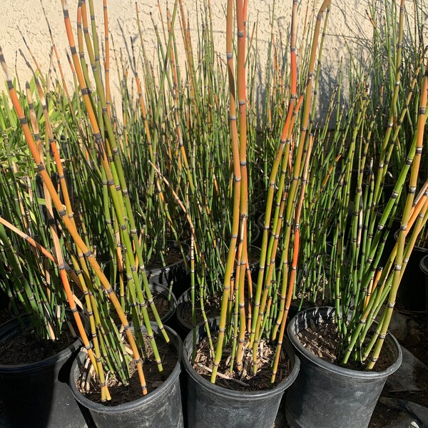 Horsetail Reed - Etsy