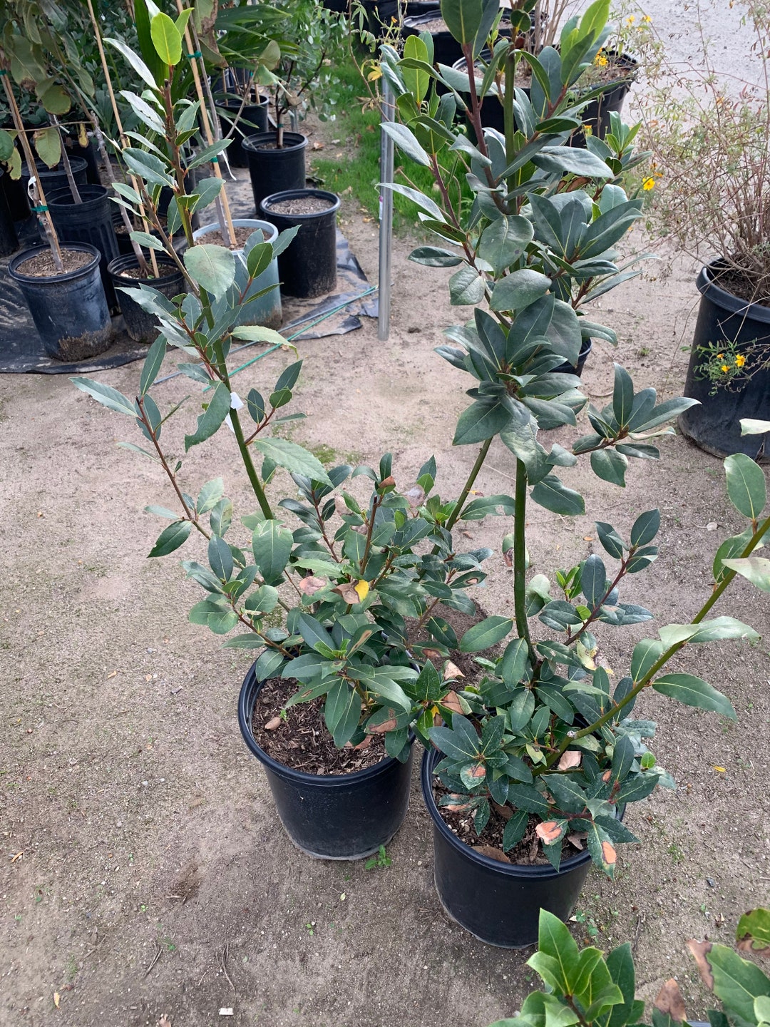 Bay Leaf (laurie Nobilis) 2 to 3 Feet Tall Ship in 3 Gallon Pot - Etsy