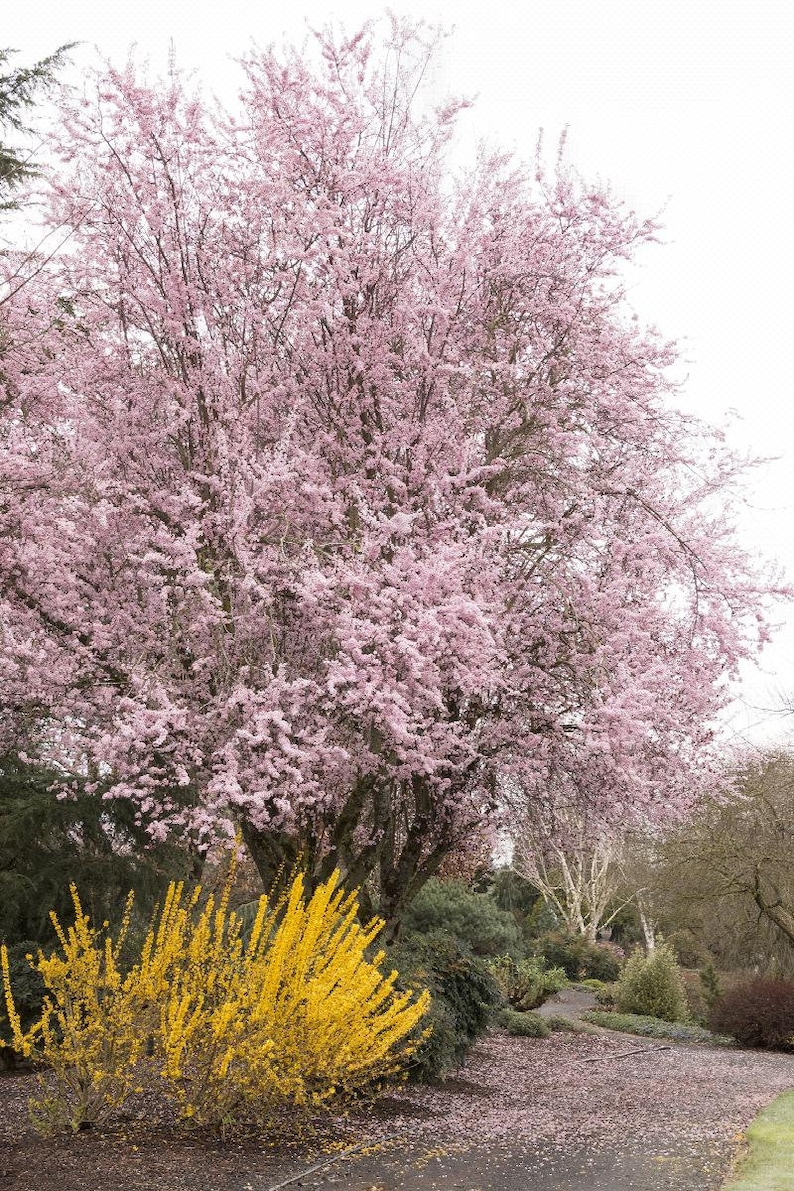 Prunus Cerasifera 'thundercloud'- 2 to 3 Feet Tall - Grafted Tree ...
