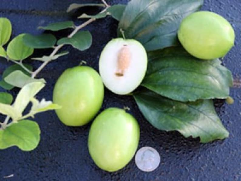 Thai Jujube - Grafted Tree -2 to 3 Feet Tall - Ship in 3gal Pot - Etsy