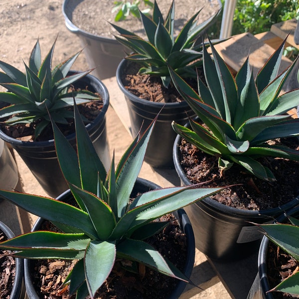 Agave Seeds - Etsy