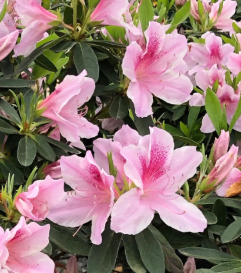 Azalea George Tabor Live Plant 1ft Tall Ship in 1 Gal Pot - Etsy