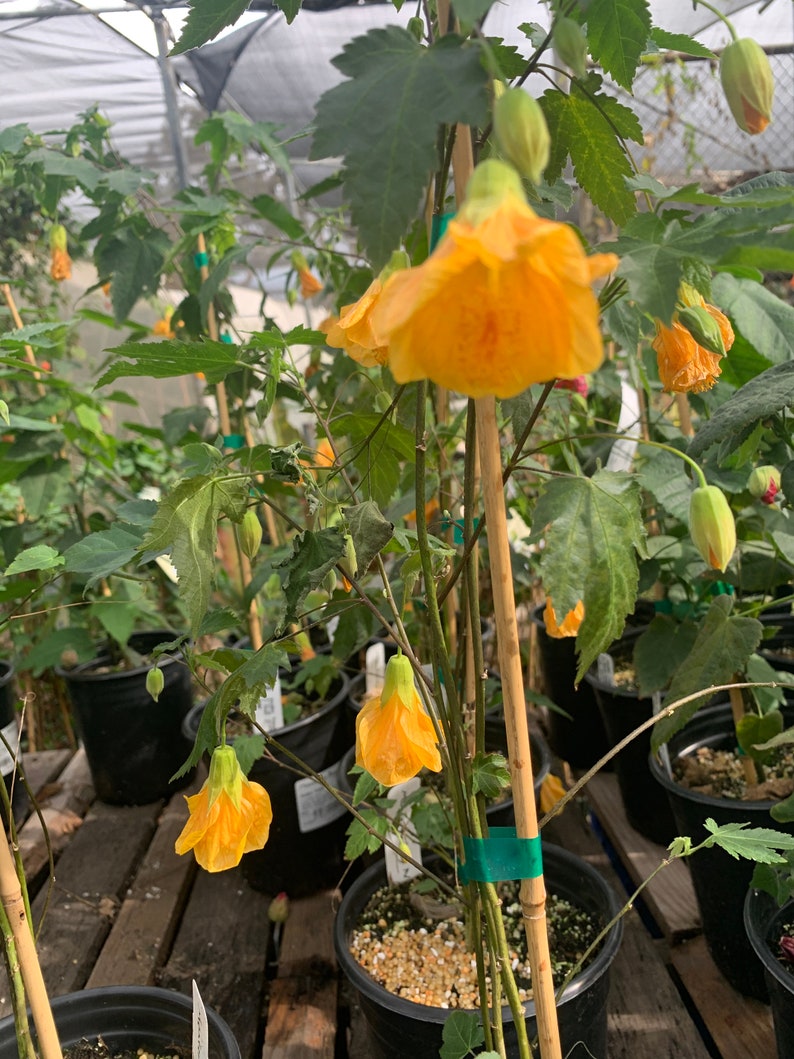 Abutilon ‘frieda’ 1 Feet Tall 1 Gallon Pot - Etsy