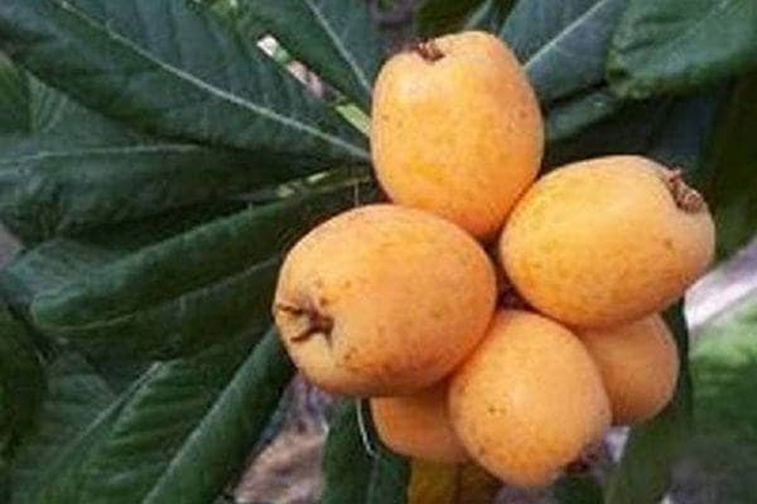 Big Jim Loquat - Seedling Tree - 1 to 2 Feet Tall - Ship in 6" Pot - Etsy